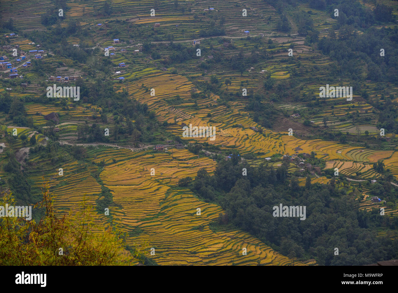 Nepal tea plantation hi-res stock photography and images - Alamy