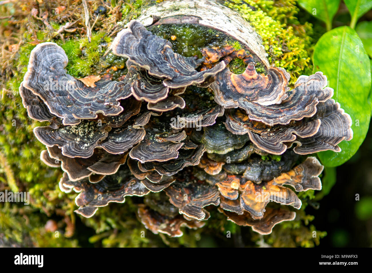 Turkey tail fungus new zealand hi-res stock photography and images - Alamy