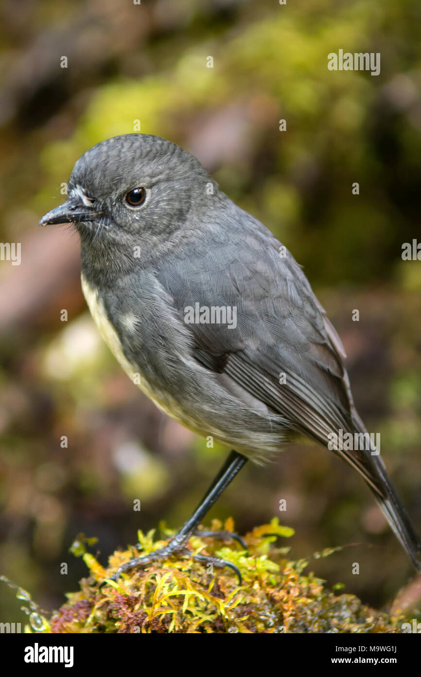 Robin island hi-res stock photography and images - Alamy