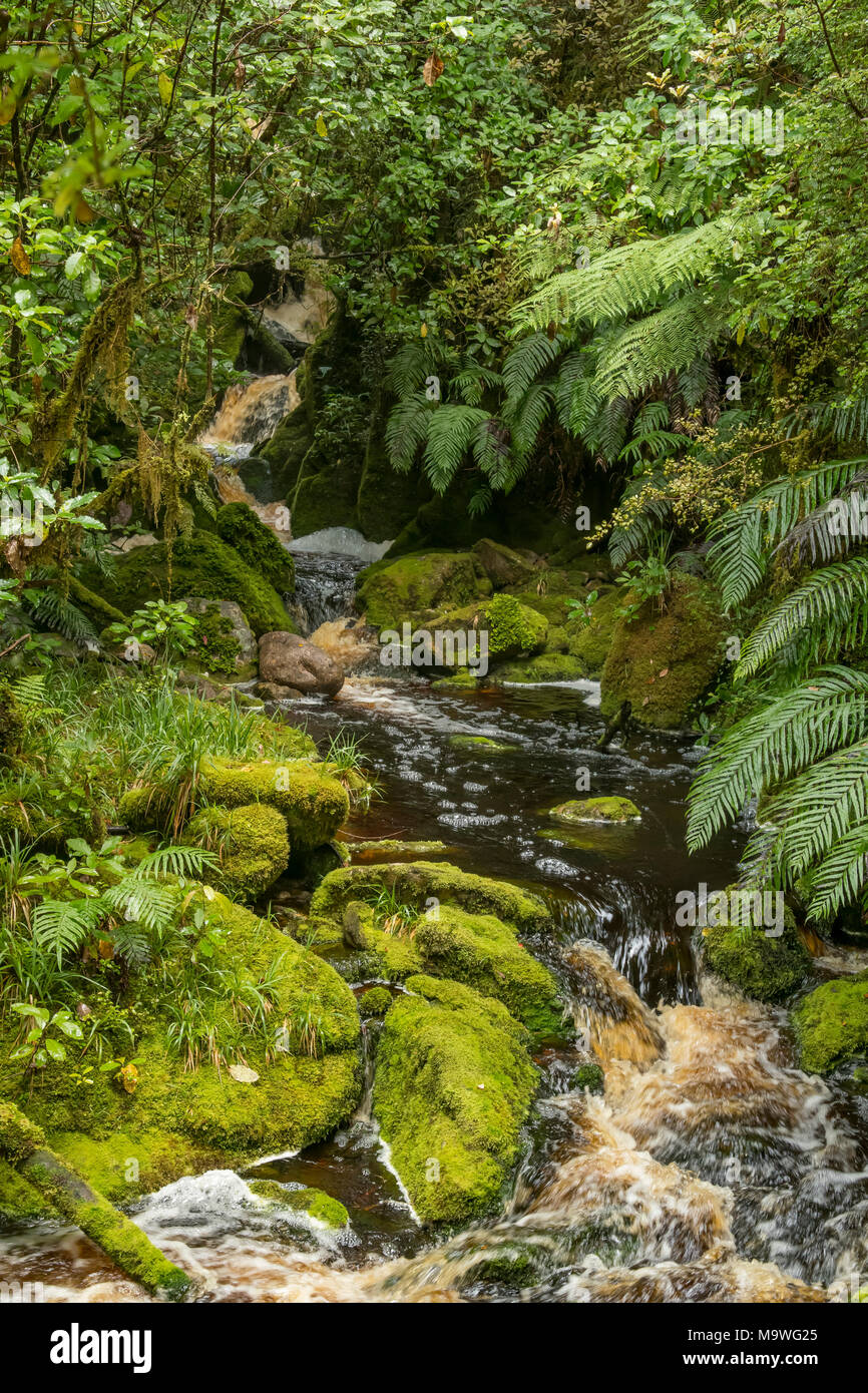 View on Track to Oparara Arch, Kahurangi National Park, South Island ...
