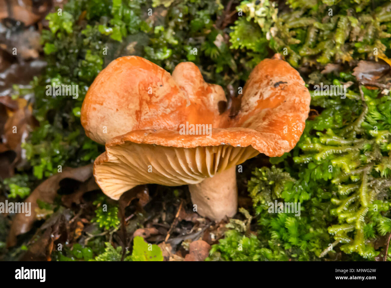 Paxillus involutus, Brown Roll-rim Fungus in Kahurangi National Park ...