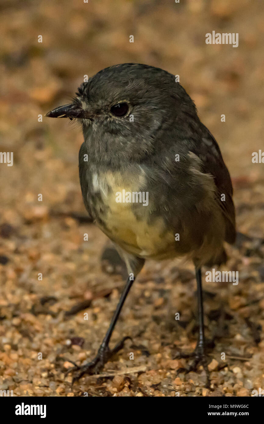 Robin island hi-res stock photography and images - Alamy