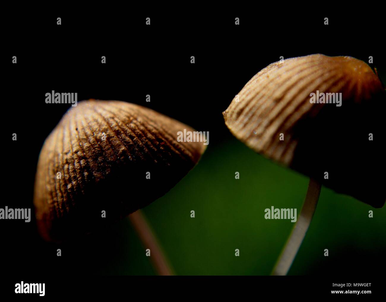 macro - close-up view of small mushrooms - fungi - fungus found in a ...