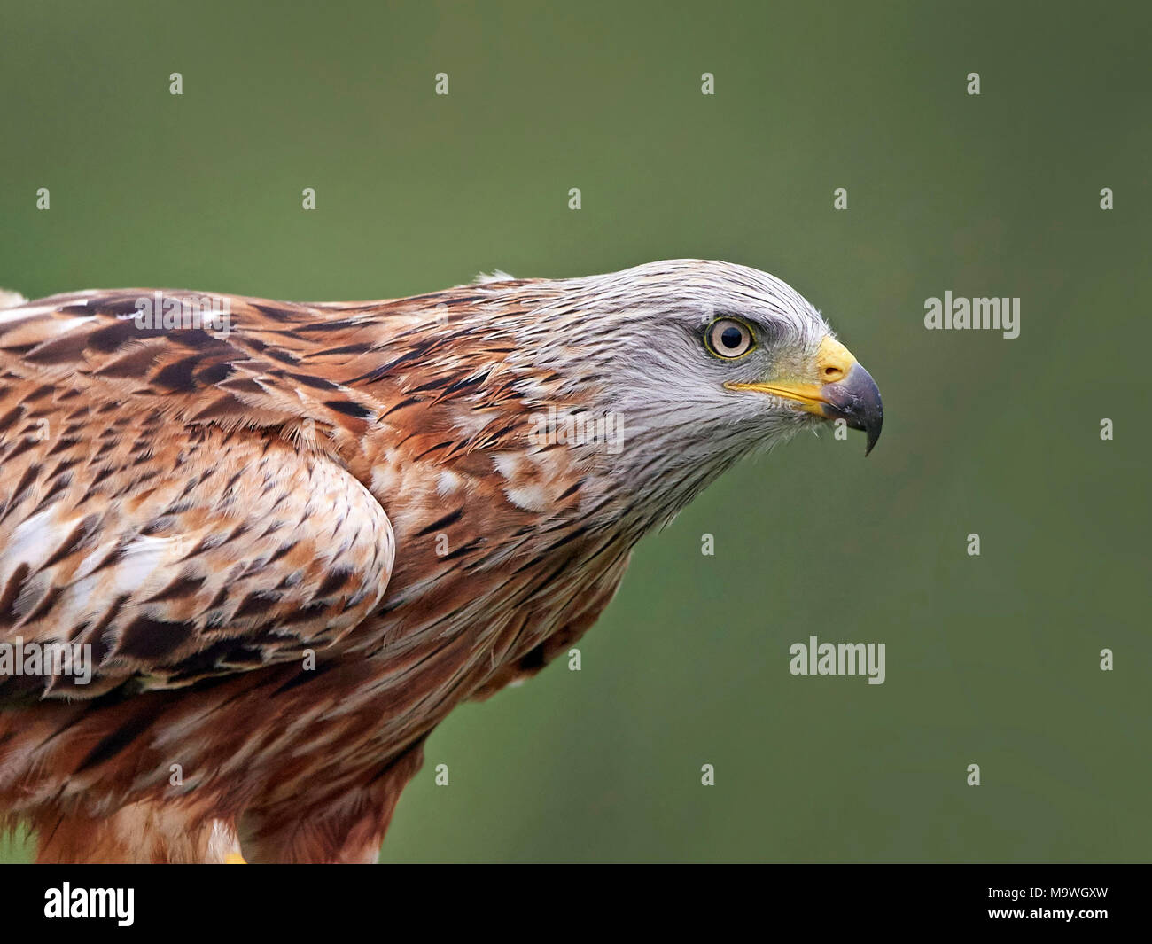 Portrait red kite hi-res stock photography and images - Alamy