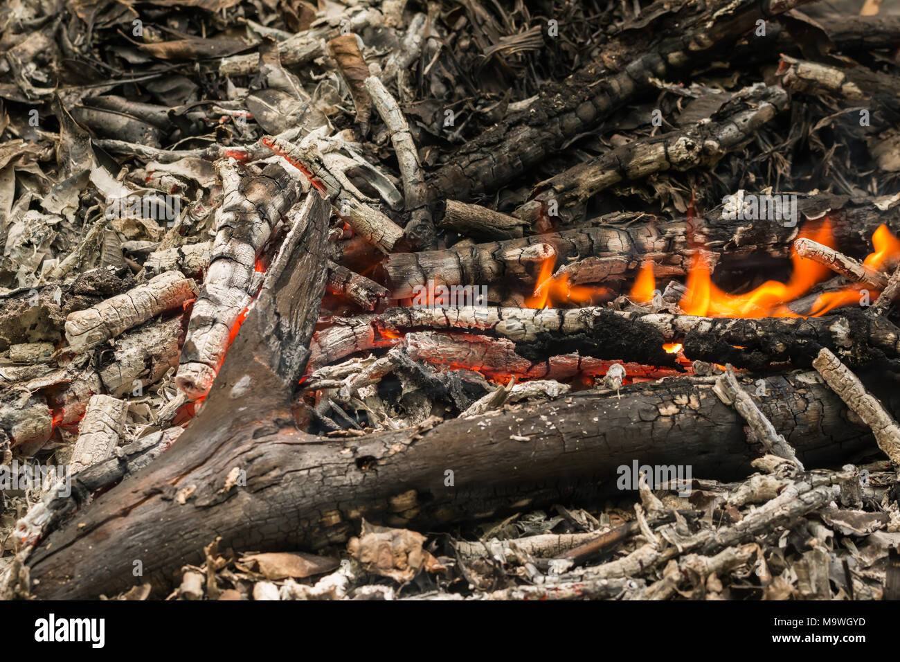 Bonfire of the dry tree in summer Stock Photo - Alamy