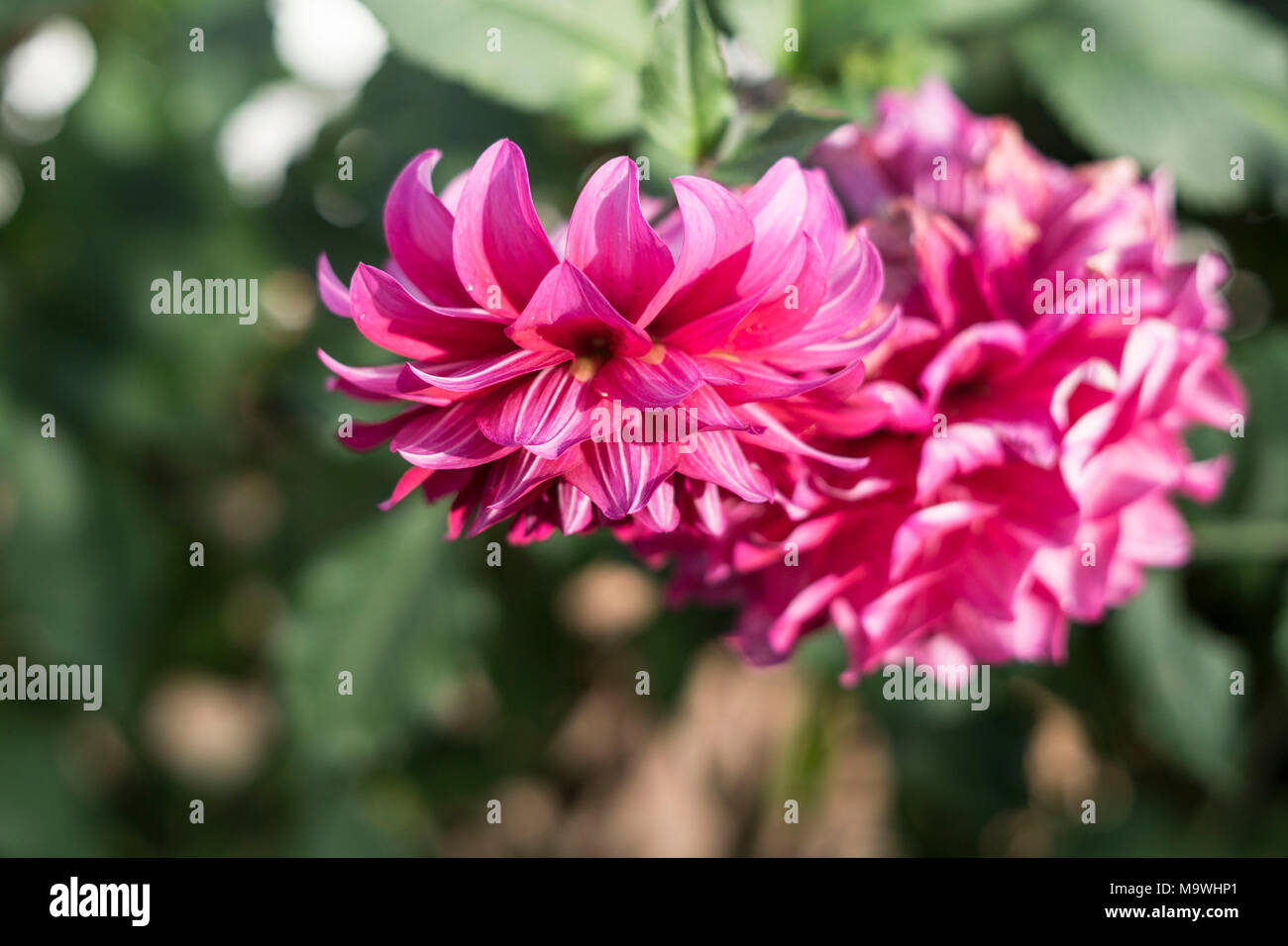 Beautiful pics of flowers hi-res stock photography and images - Alamy