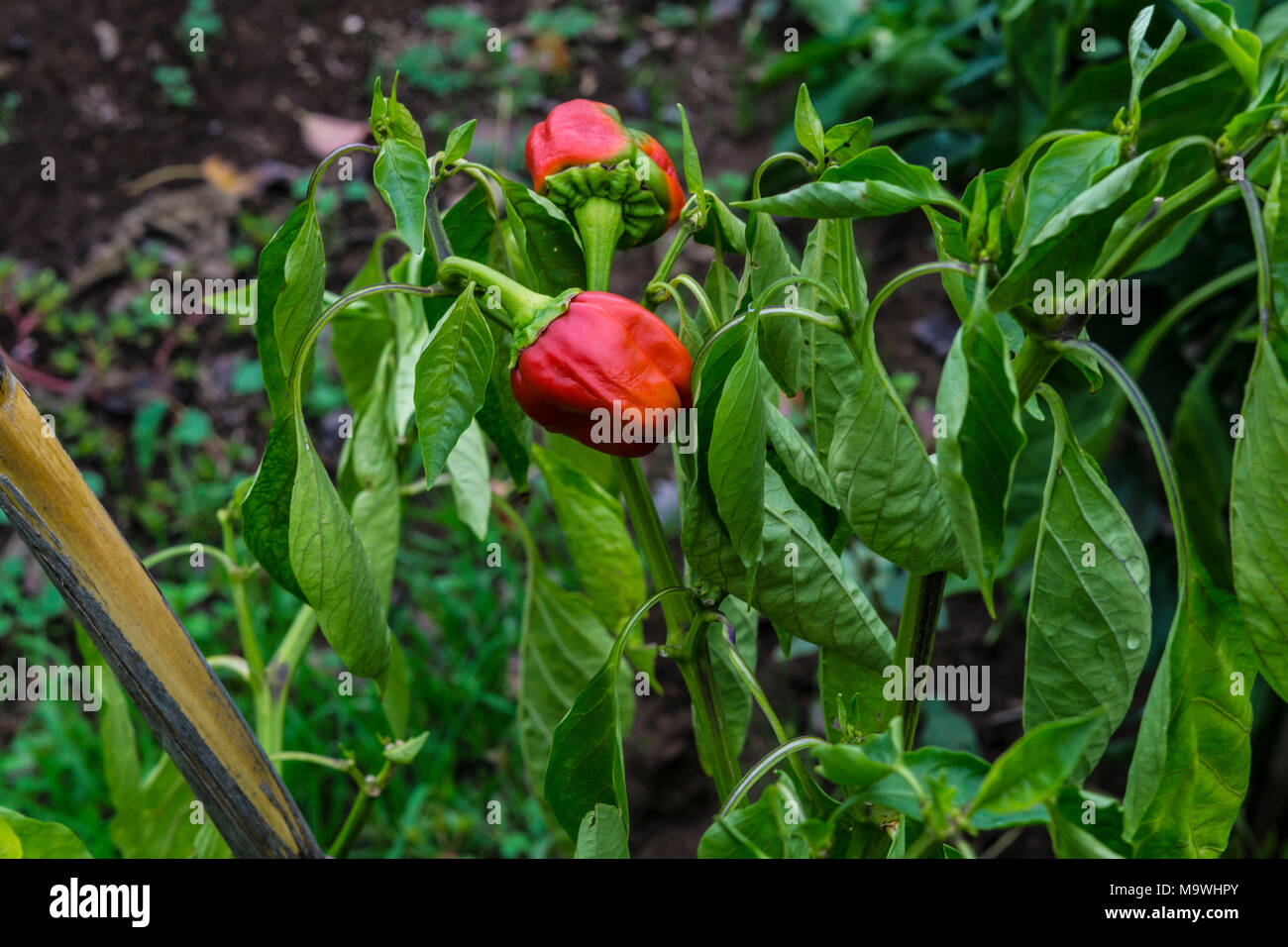 Pepperoni photos hi-res stock photography and images - Alamy