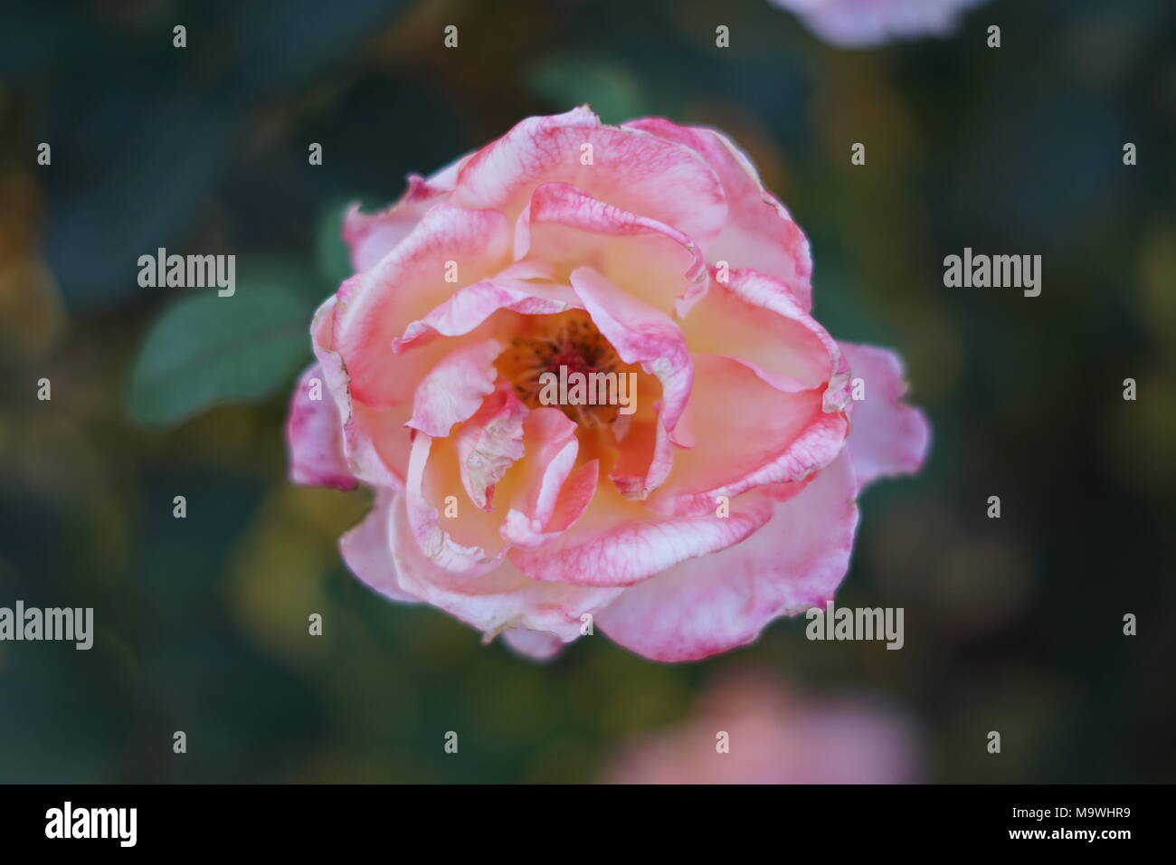 Rose pics hi-res stock photography and images - Alamy