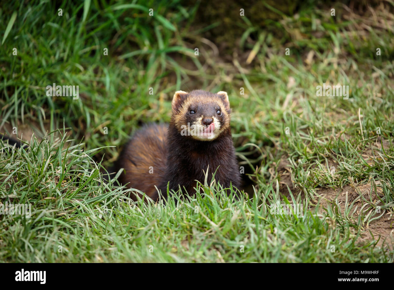 Western polecat hi-res stock photography and images - Alamy