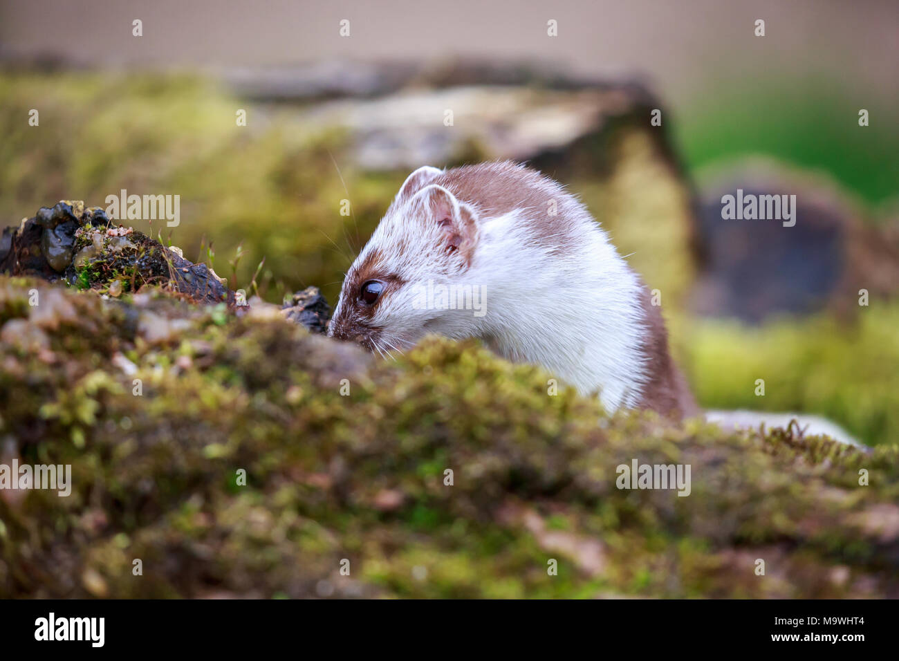 Stoat ireland hi-res stock photography and images - Alamy