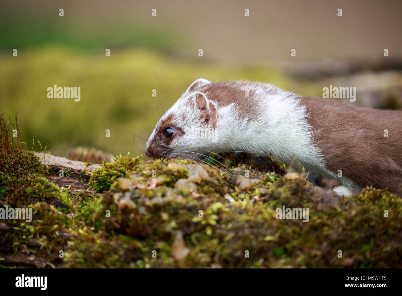 The stoat, also known as the short-tailed weasel or simply the weasel ...