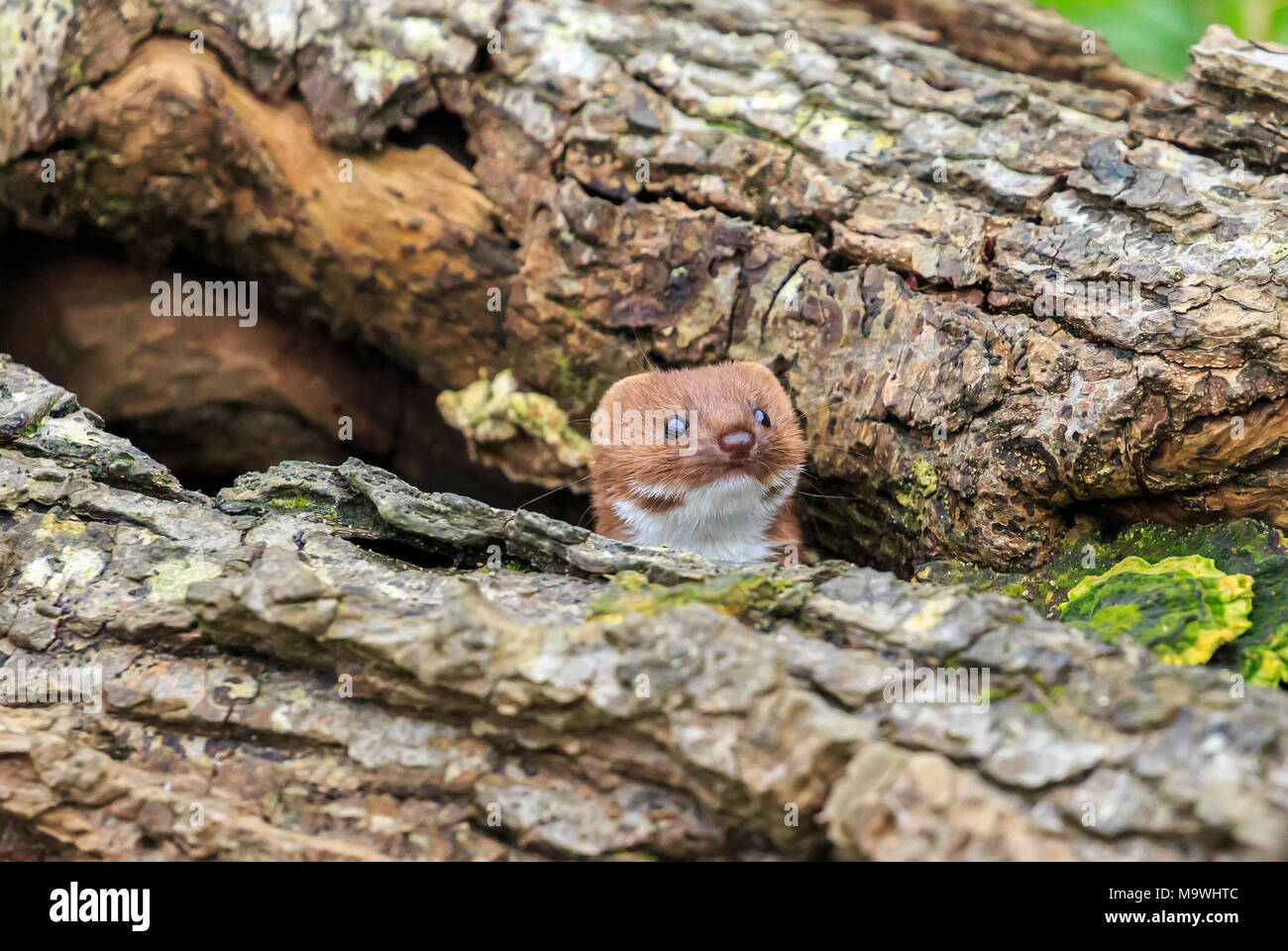 The least weasel, or simply weasel in the UK and much of the world, is ...