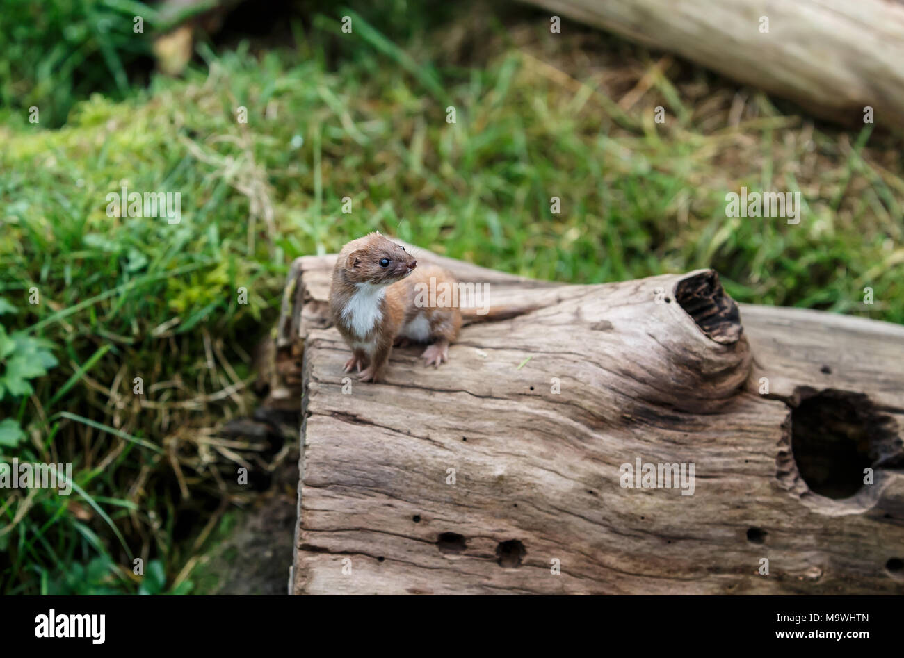 The least weasel, or simply weasel in the UK and much of the world, is ...