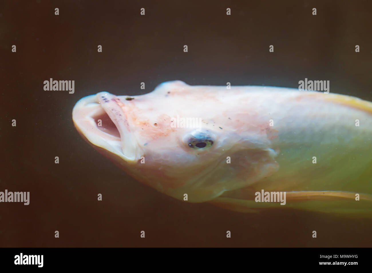 Koi Carp, Japanese big fish underwater in a garden Stock Photo - Alamy