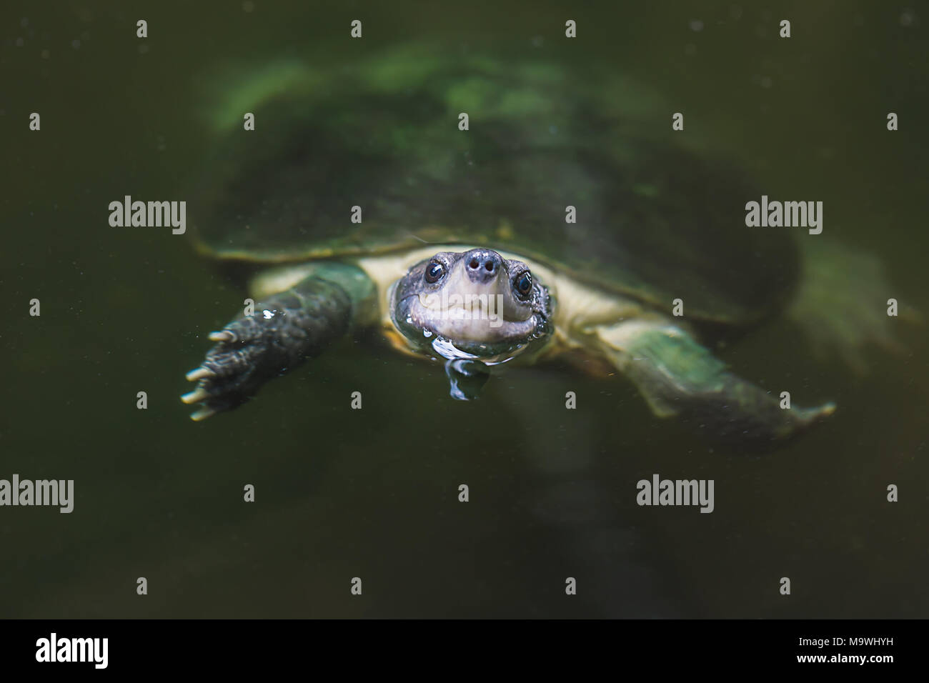 In the bog underwater hi-res stock photography and images - Alamy