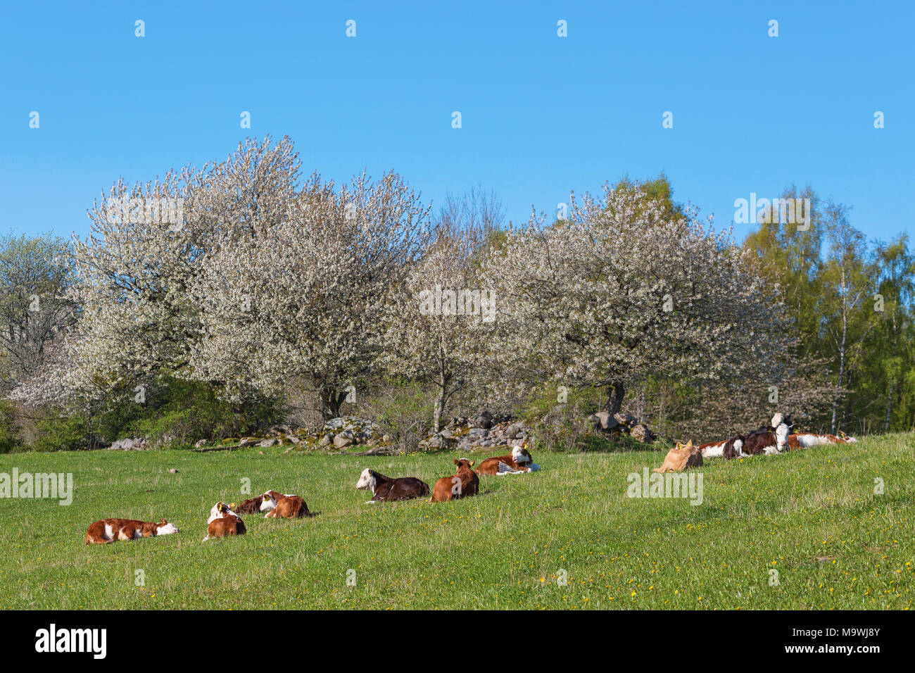 Calves resting on a rural field at spring Stock Photo - Alamy