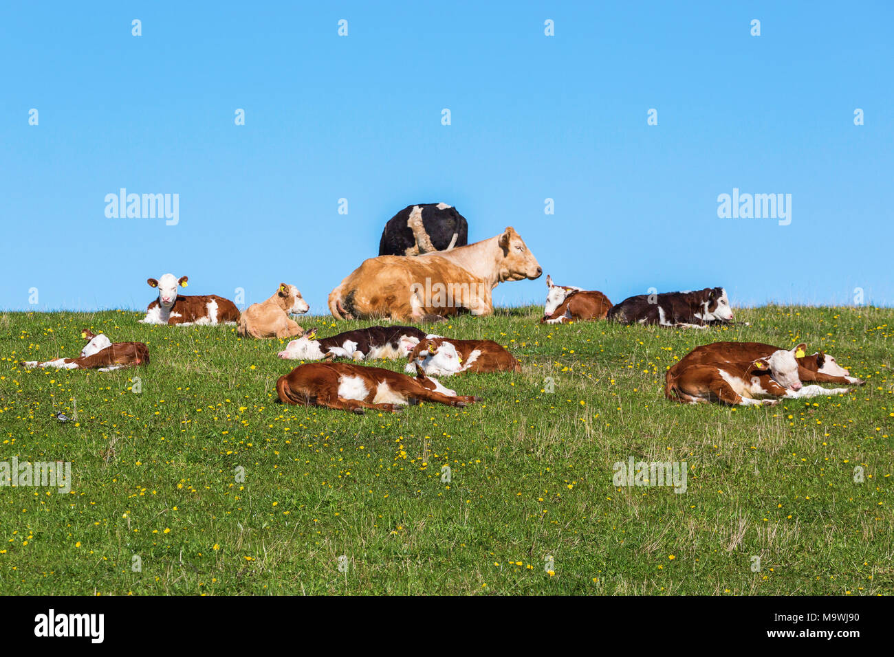 Flock of cows and calves resting on the field Stock Photo - Alamy