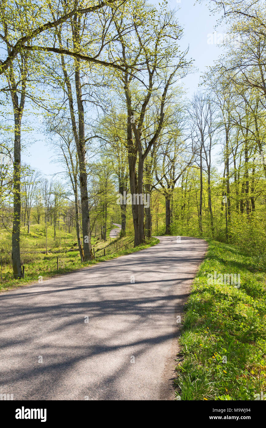 Winding road through forest in spring Stock Photo - Alamy