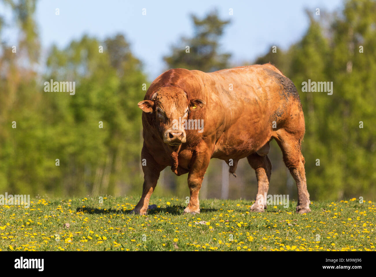 Walking field bull danger hi-res stock photography and images - Alamy