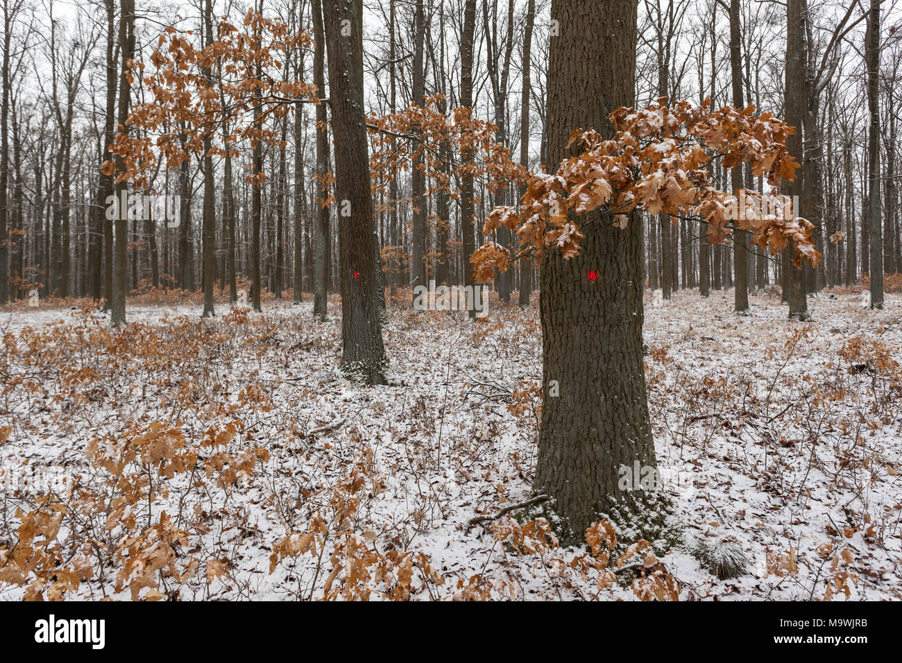 Moravian oak forest in winter Stock Photo - Alamy