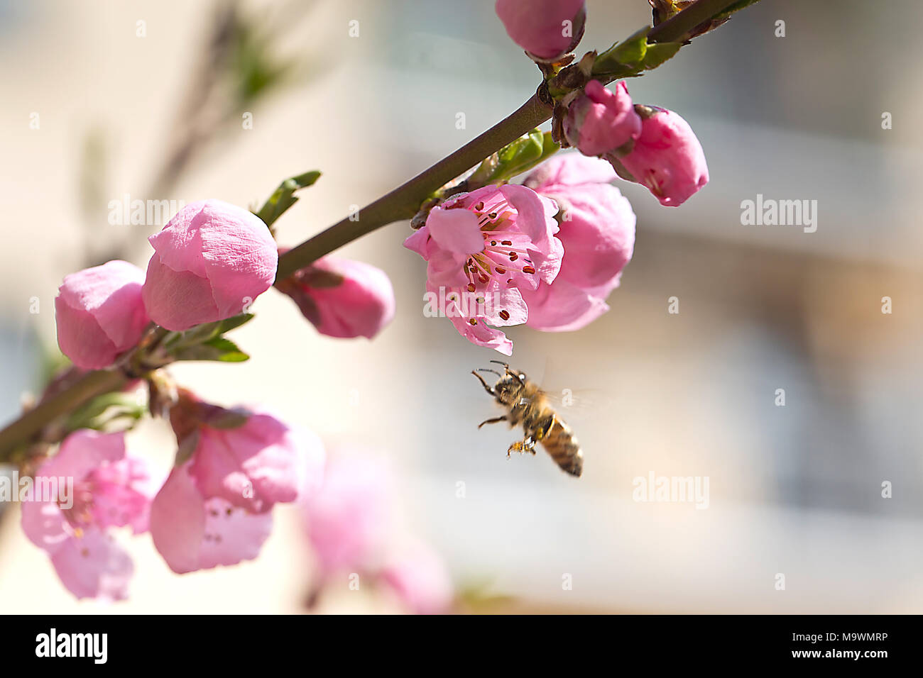 European Honey Bee - Apis Mellifera Stock Photo - Alamy