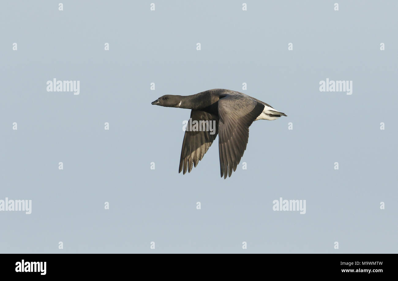 Black bellied brent goose hi-res stock photography and images - Alamy