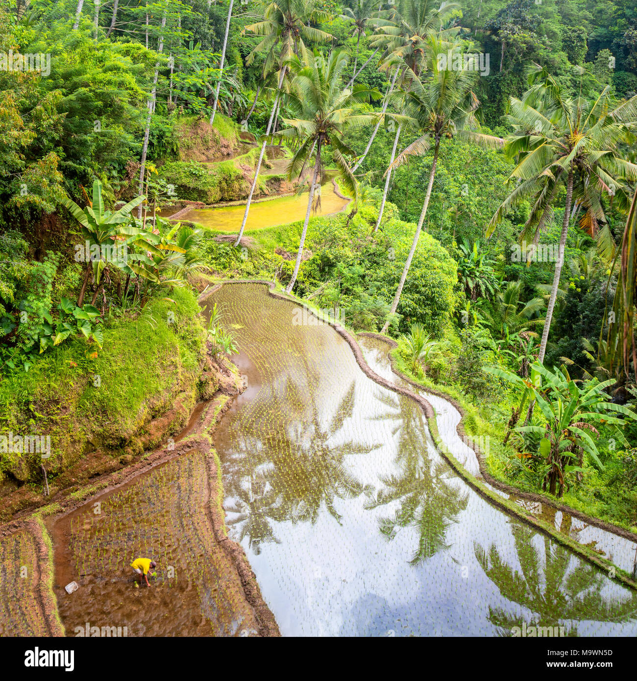 Local plantation of the layered rice terrace with unrecognizable farmer ...