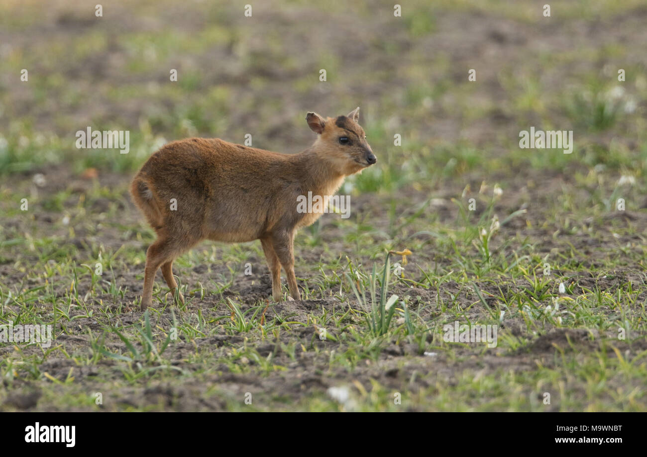 A cute baby Muntjac Deer (Muntiacus reevesi) feeding in a field at dusk ...