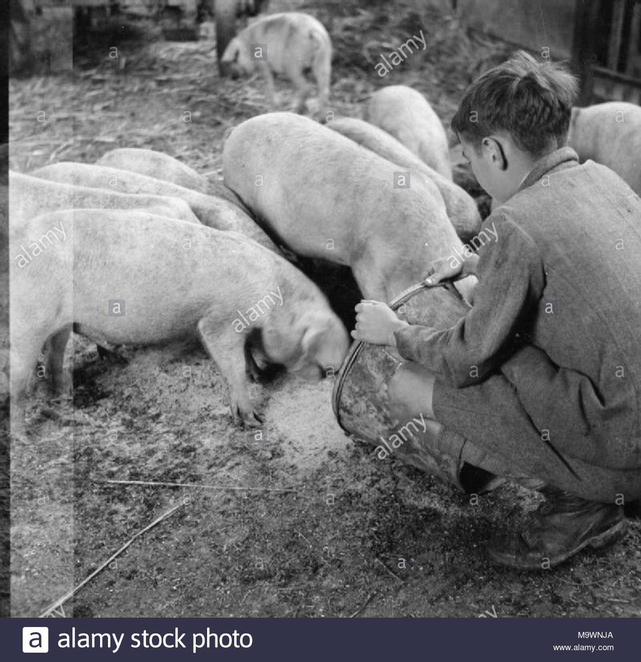 Swill Pigs Stock Photos & Swill Pigs Stock Images - Alamy