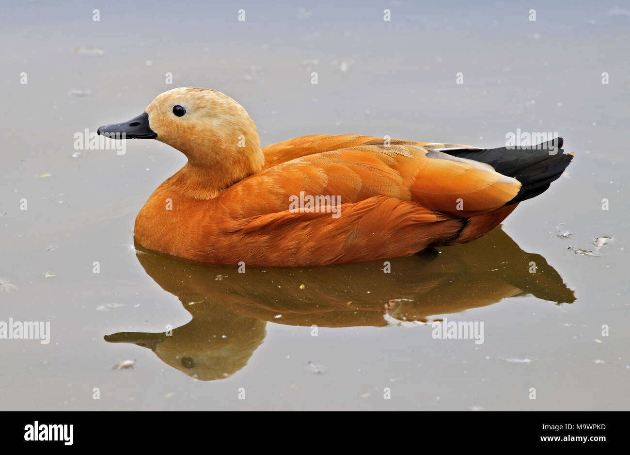 Ruddy shelducks hi-res stock photography and images - Alamy