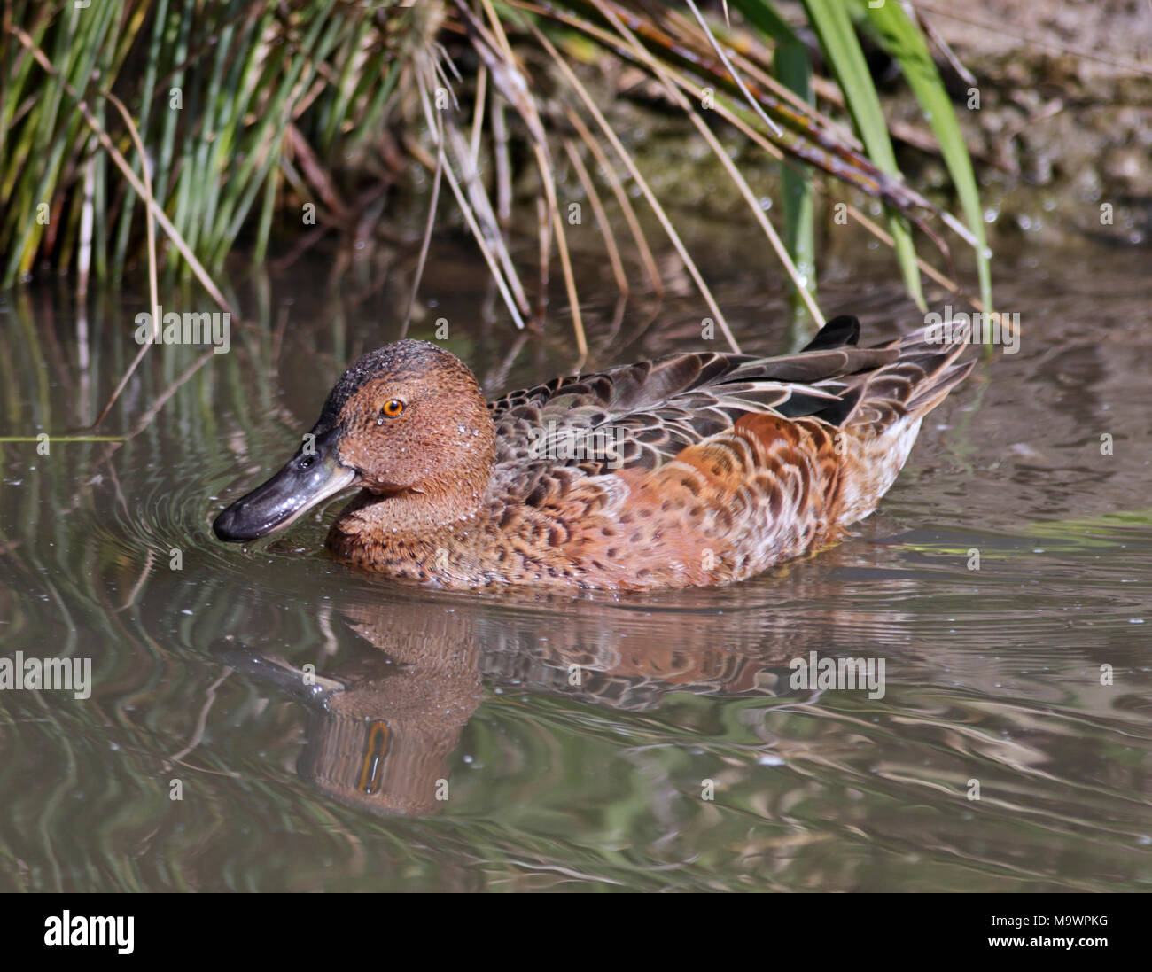 Argentine Red Shoveler Duck (anas platalea) male Stock Photo - Alamy