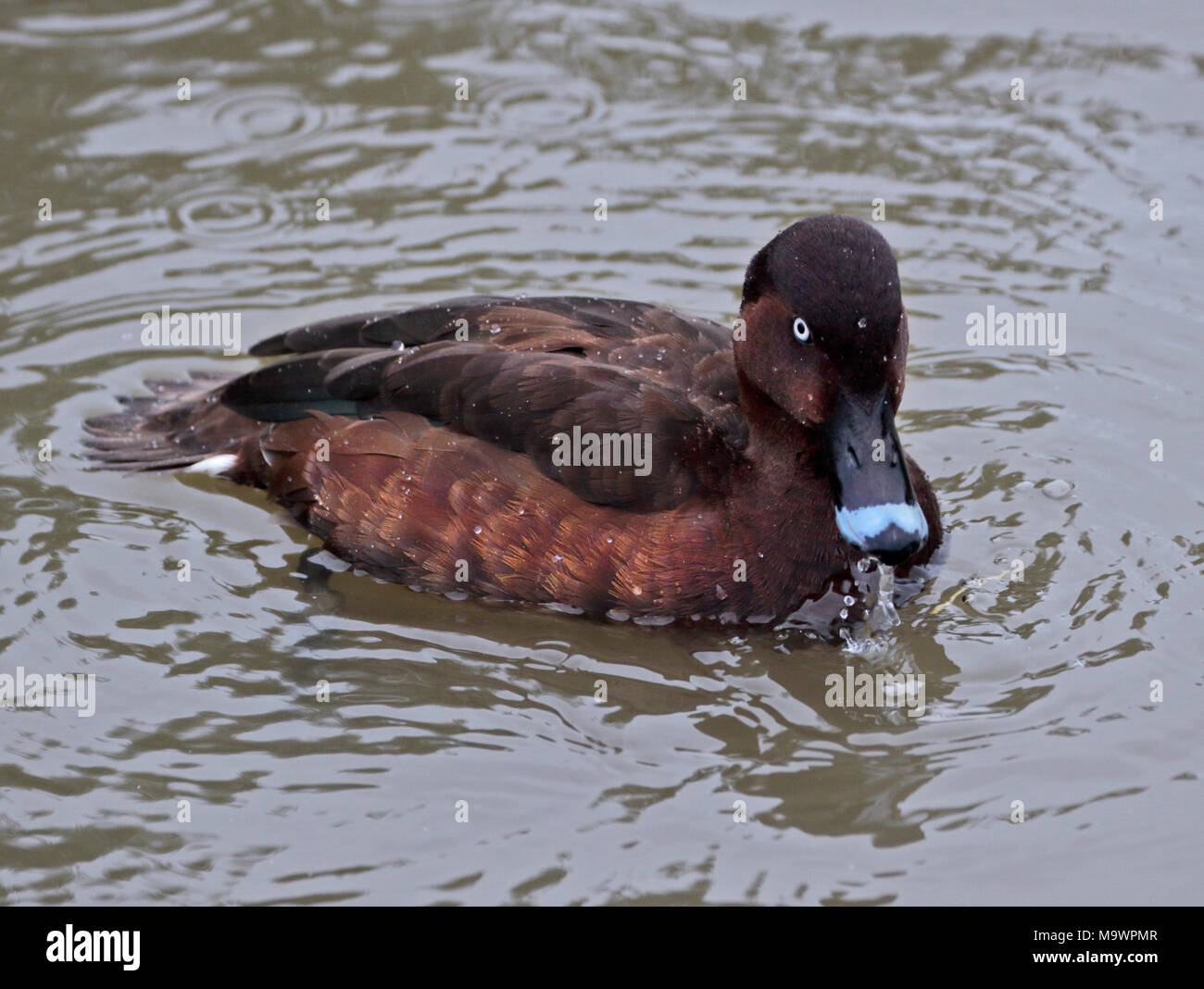 Ferruginous duck male hi-res stock photography and images - Alamy