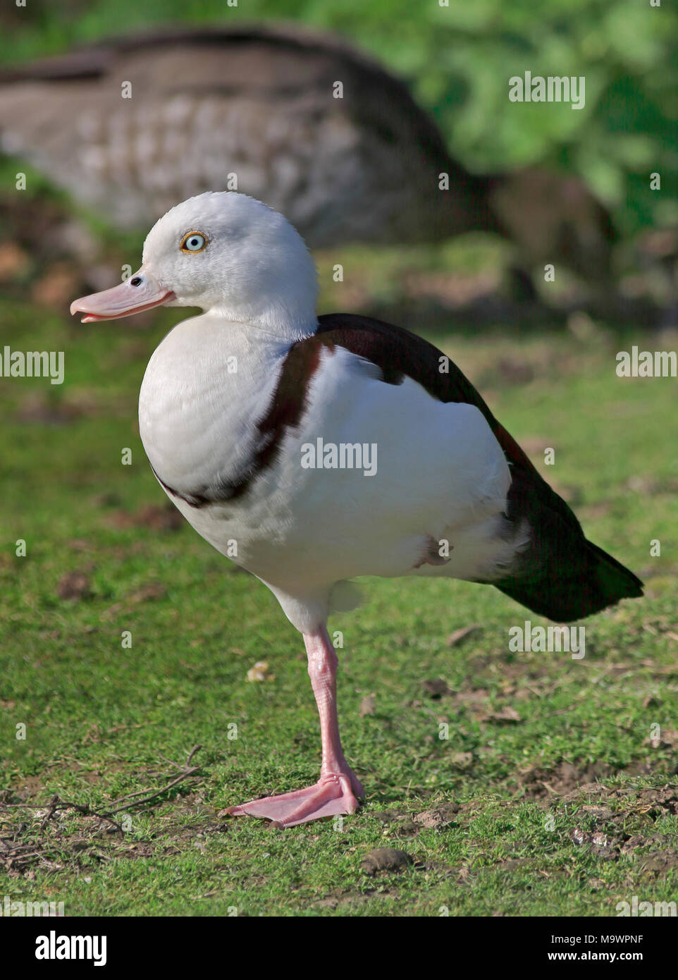Radjah Shelduck (tadorna radjah Stock Photo - Alamy
