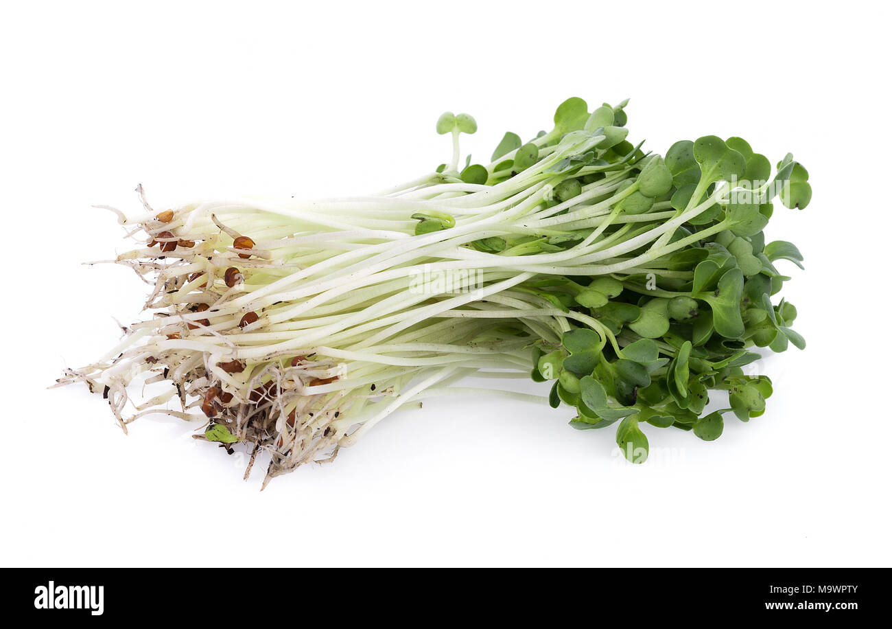 kaiware sprout, japanese vegetable or watercress on white background ...