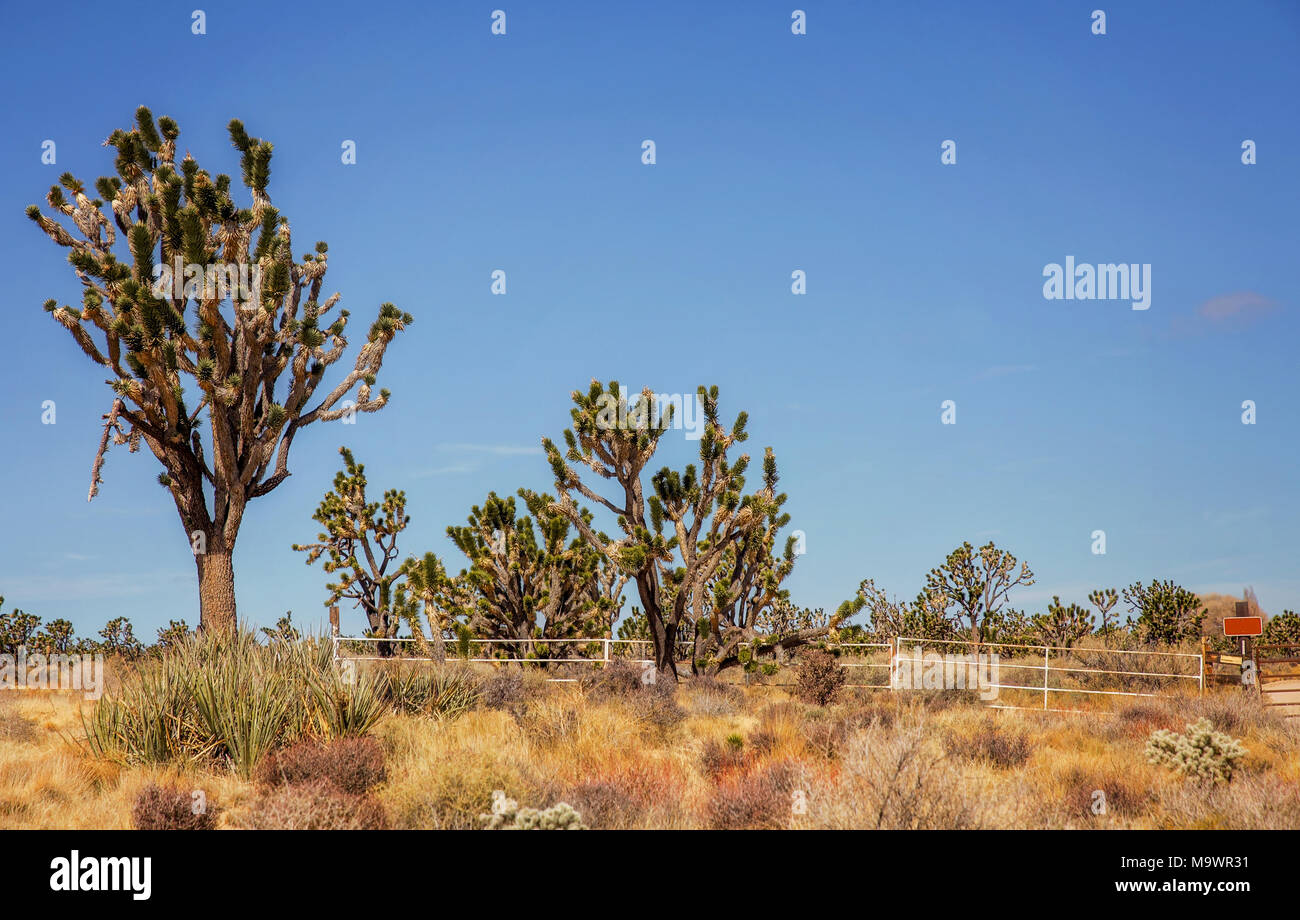 Joshua trees and shrubs by a white fence in a Nevada desert landscape ...
