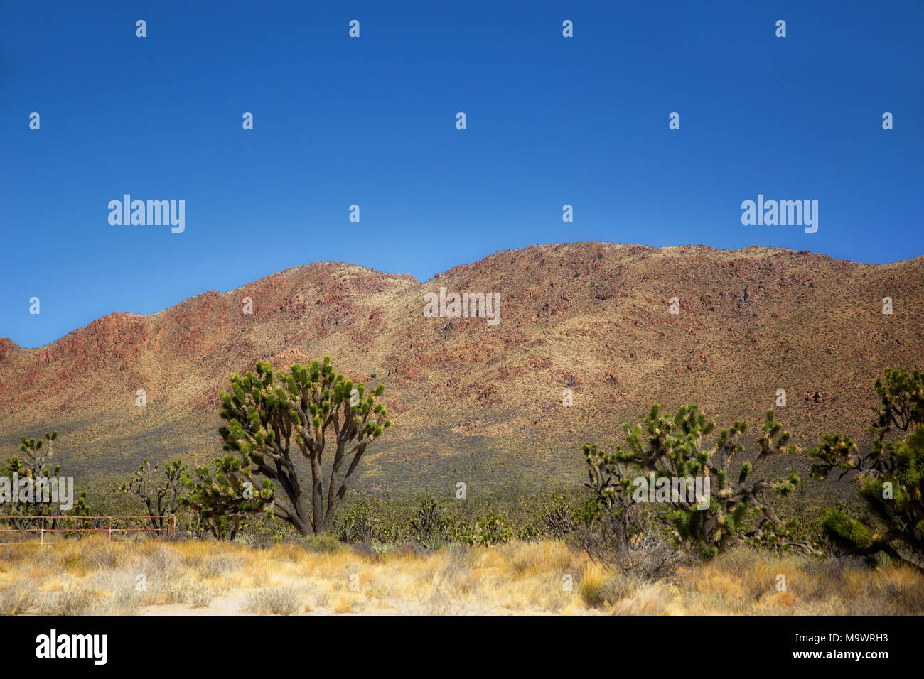 Joshua trees in front of a mountain in a Nevada desert spring landscape ...