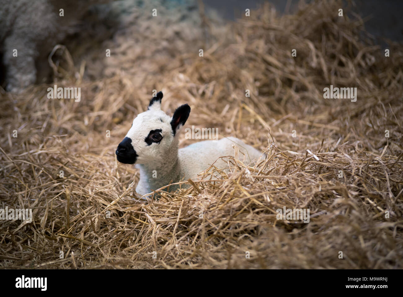 Lamb. Newborn Devon and Cornwall Long Wool Sheep laying in the hay ...