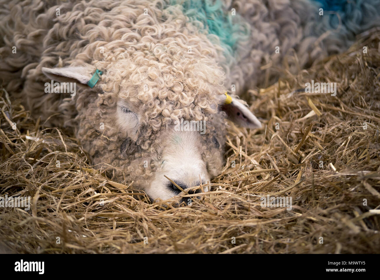 Pregnant ewe, devon and and cornwall long wool sheep, asleep on the hay ...