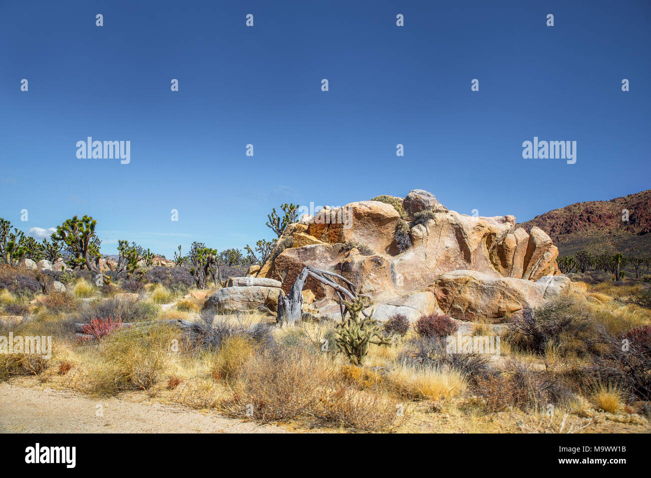 A large boulder surrounded by small joshua trees and assorted foliage ...