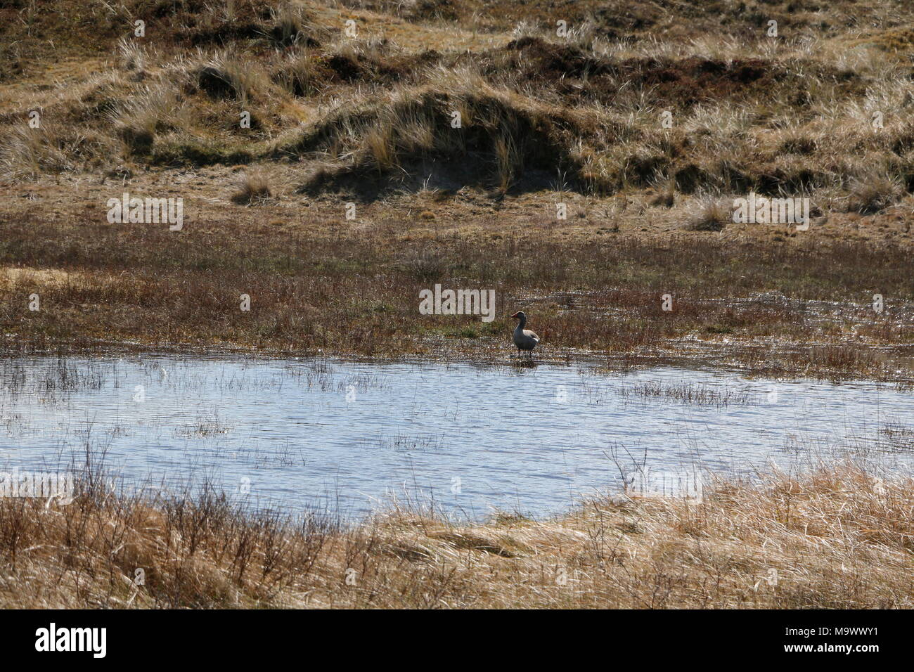 Greylag goose at a puddle in the dunes Stock Photo - Alamy