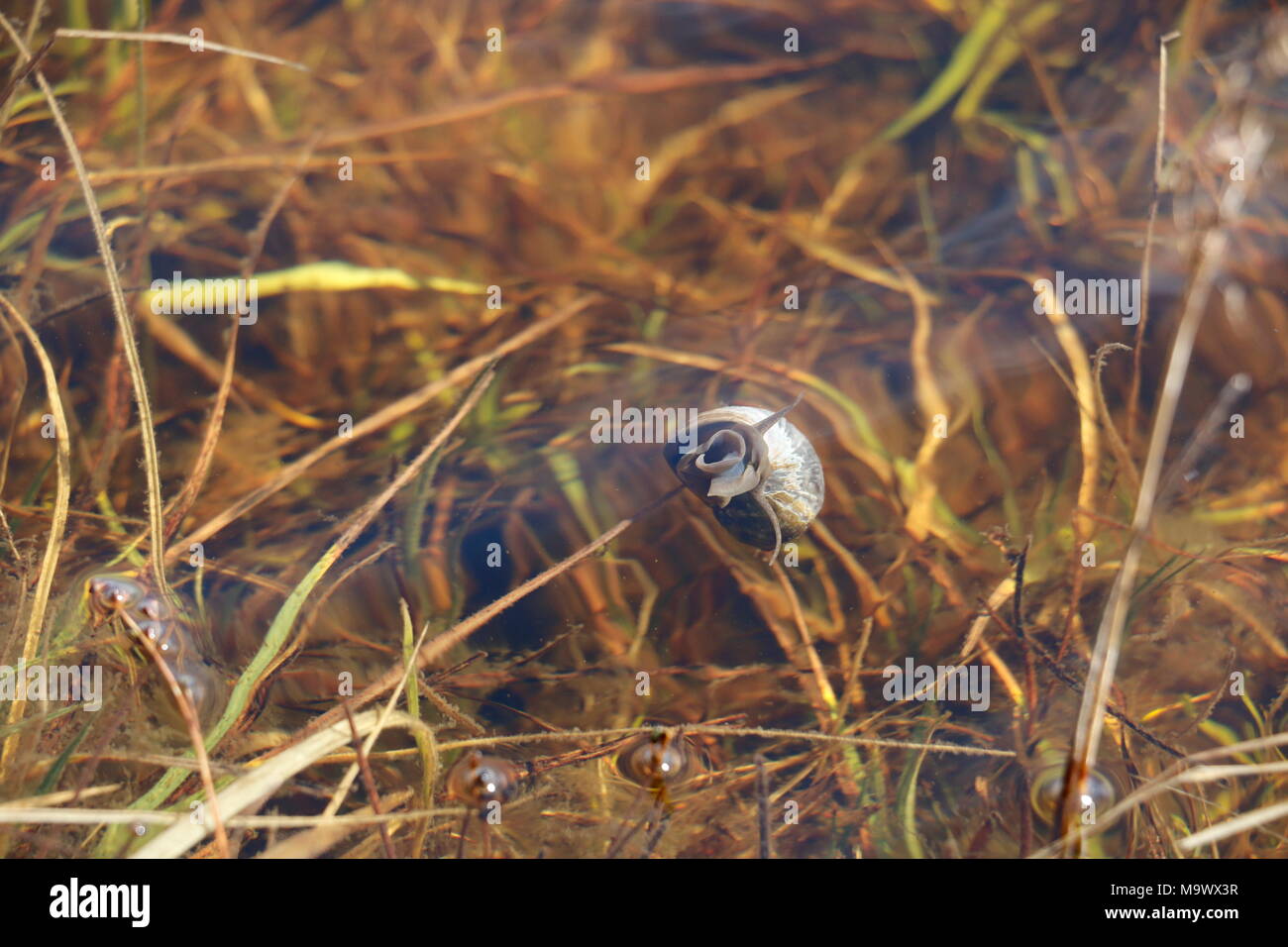 A water snail in a pool Stock Photo - Alamy