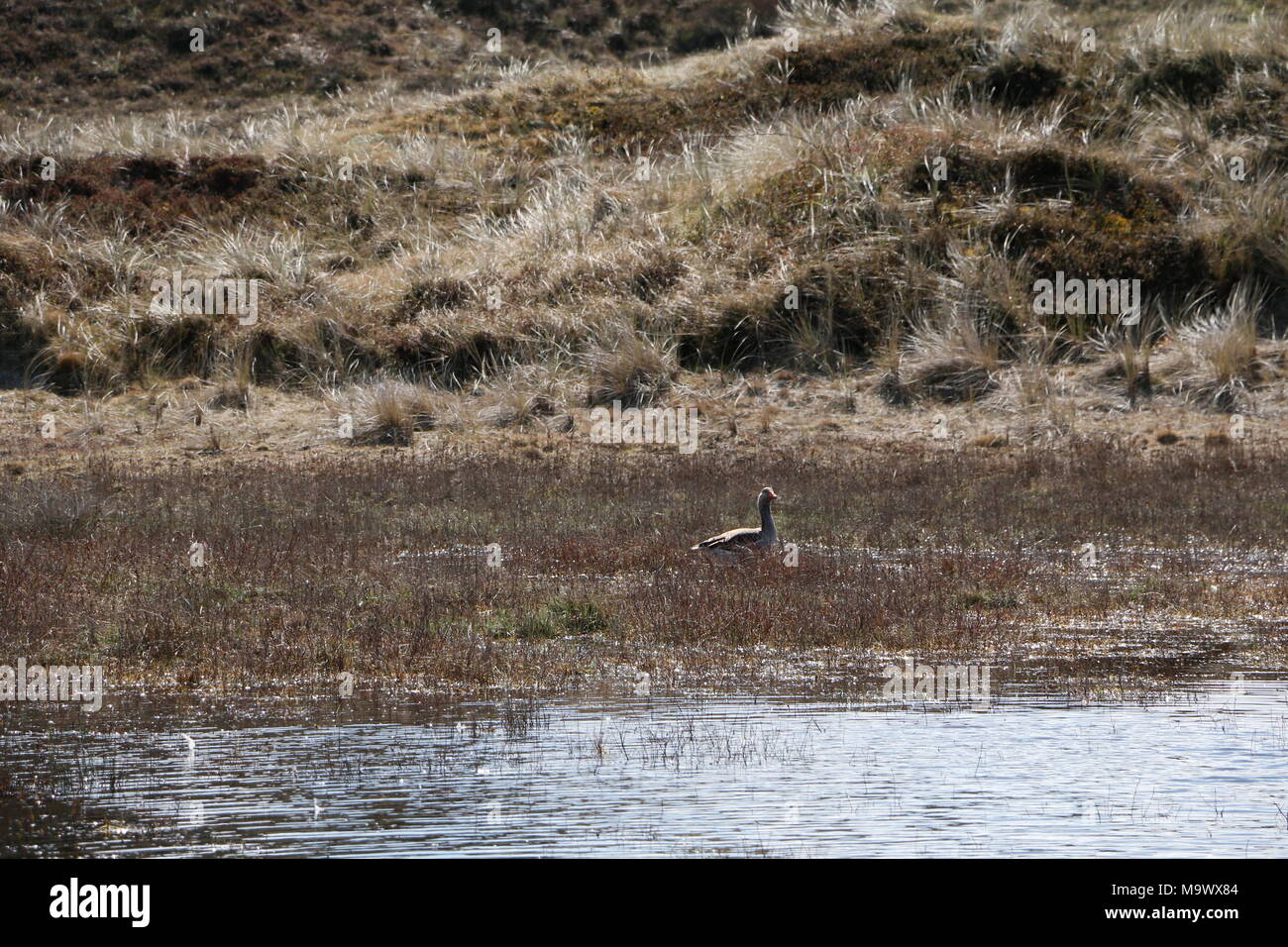 Greylag goose at a puddle in the dunes Stock Photo - Alamy