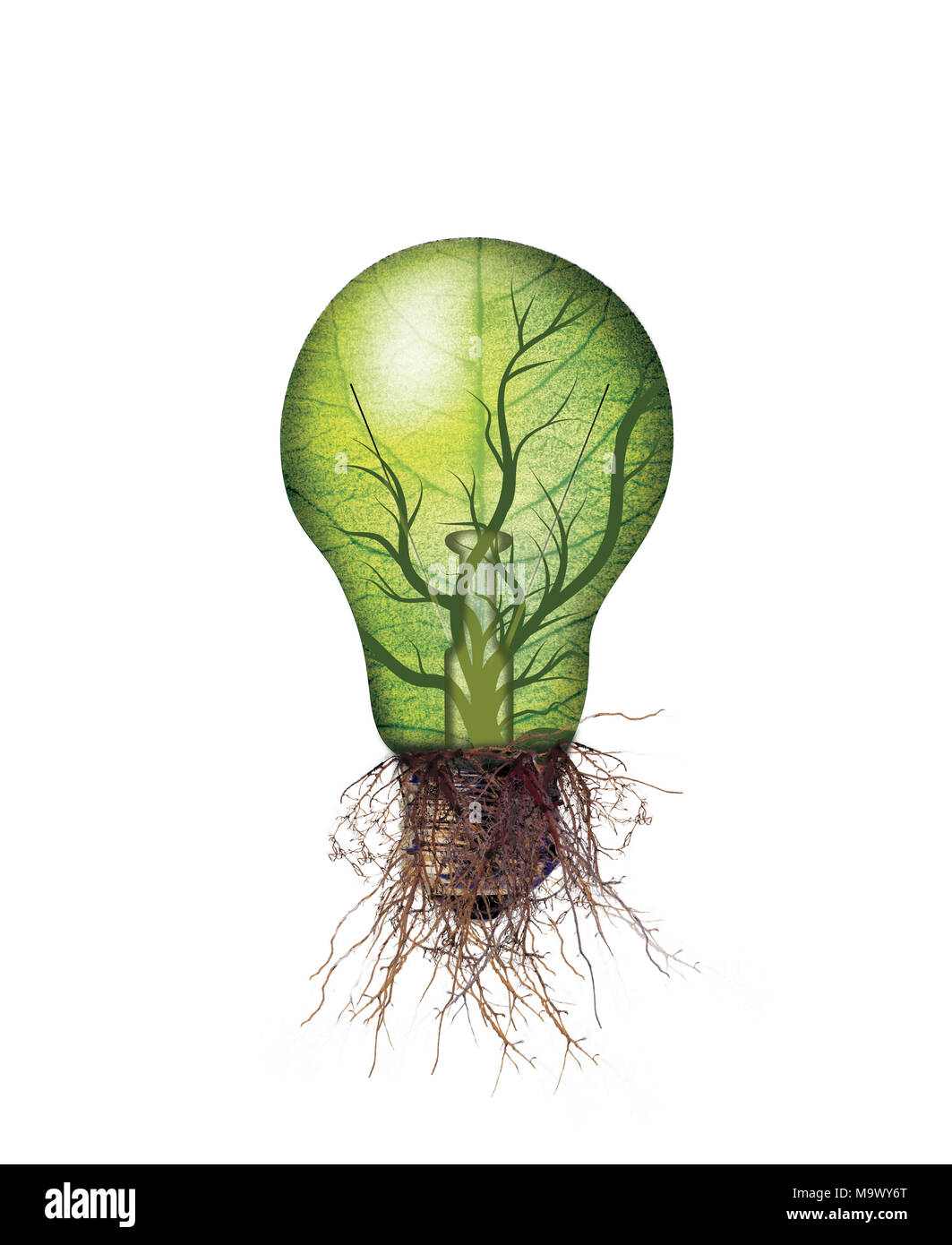 Tree with roots and branches hi-res stock photography and images - Alamy