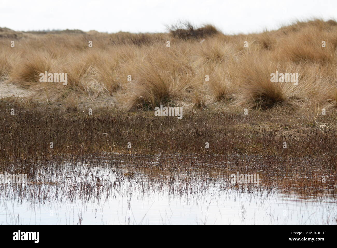 beautiful landscape in the dunes shallow pools attracts many birds ...