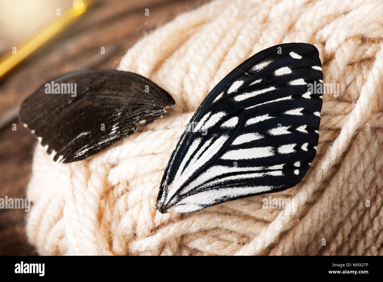 closeup beautiful butterfly wings, butterfly collection concept Stock ...