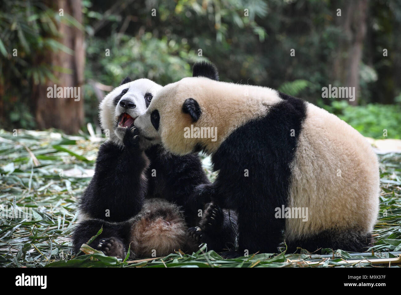 Guangzhou, China's Guangdong Province. 28th Mar, 2018. Giant panda ...