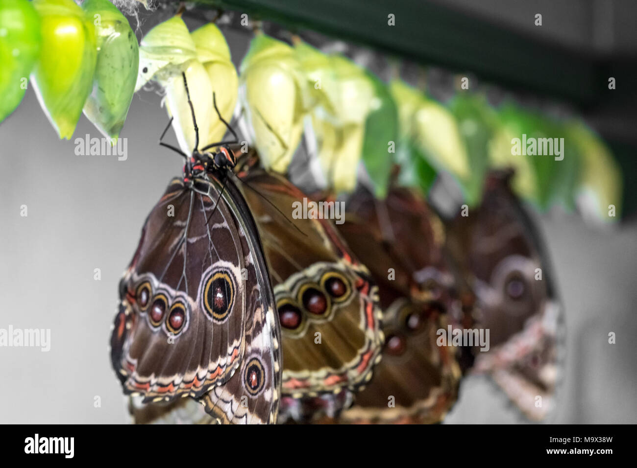 London, UK. 28th March, 2018. Live tropical butterflies fill the ...