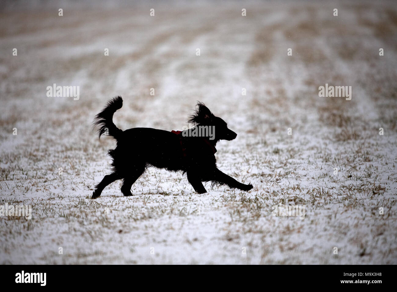 Dudel hi-res stock photography and images - Alamy