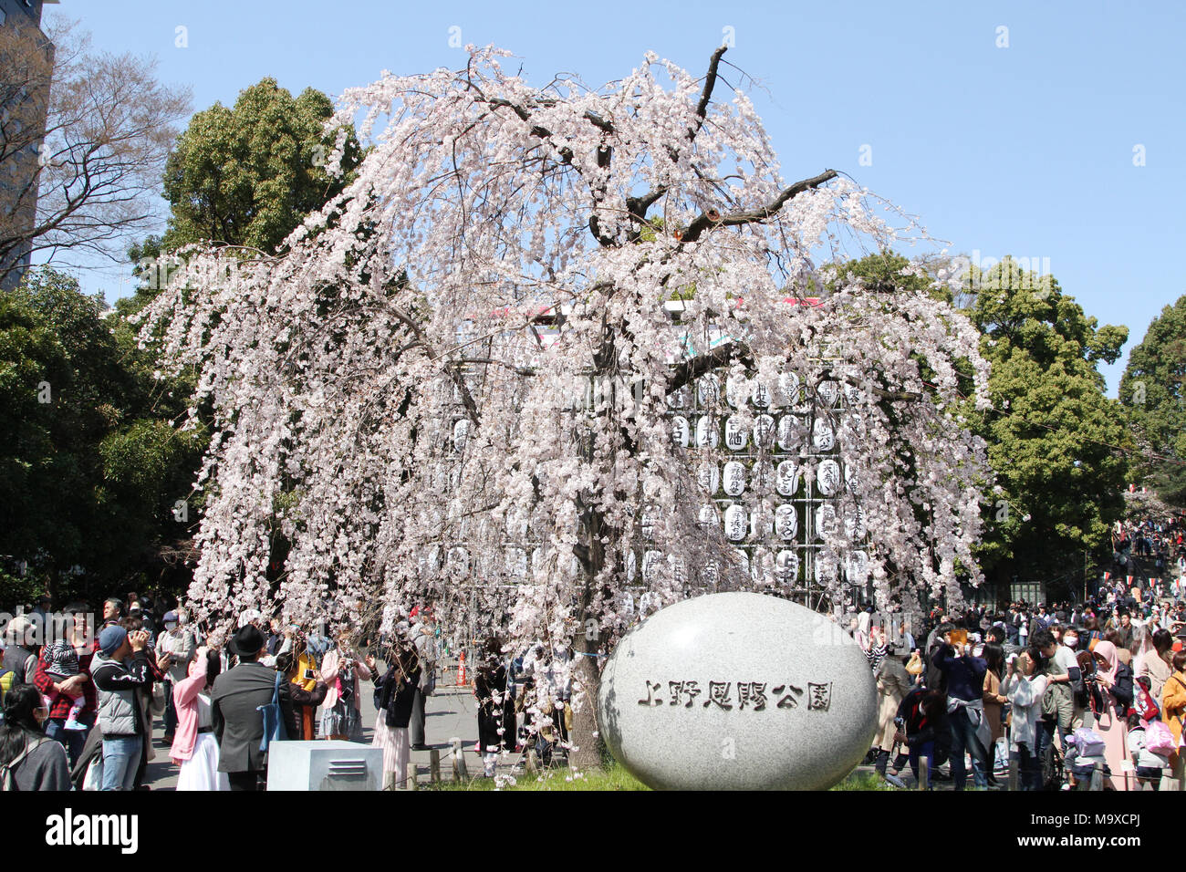 People enjoy the fully bloomed cherry blossoms at Ueno park on March 25 ...