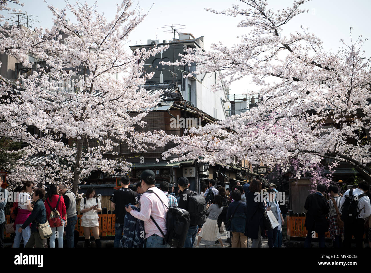 Ohanami blossom hi-res stock photography and images - Alamy